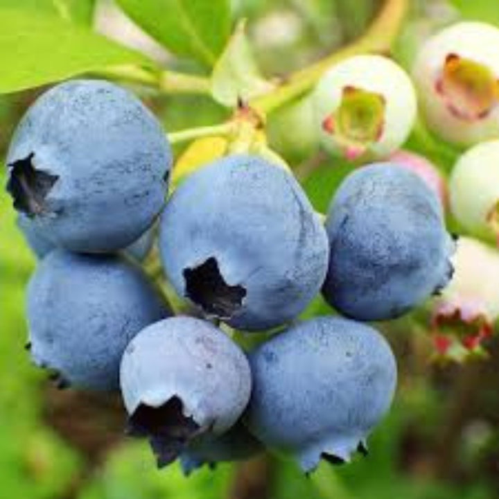 Produse – Pepiniera Munteniei